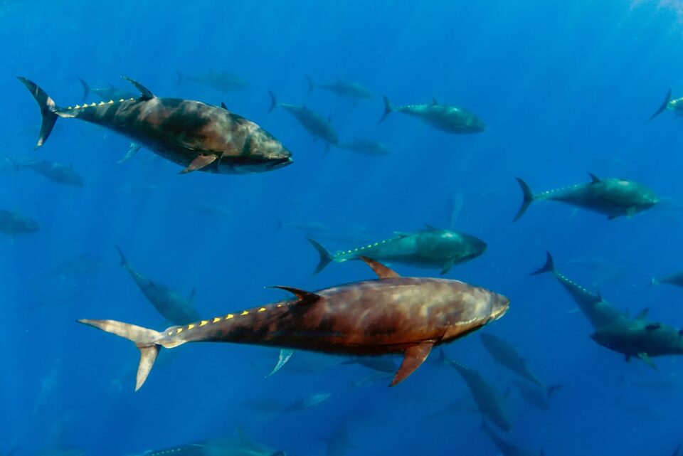 17 Incredible Animals Known For Their Long-Distance Migrations