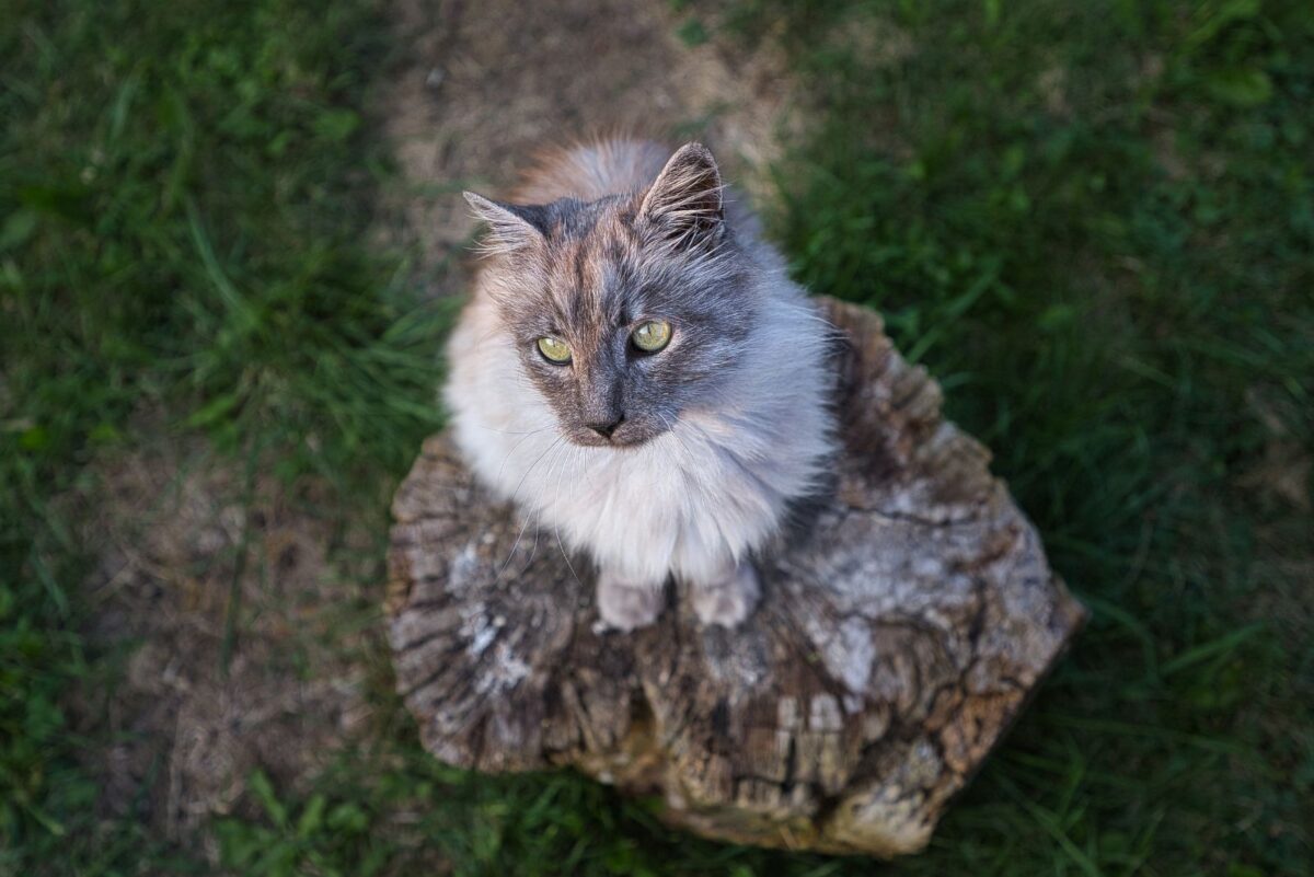 13 Cat Breeds With Stunning Blue Fur That Will Captivate You