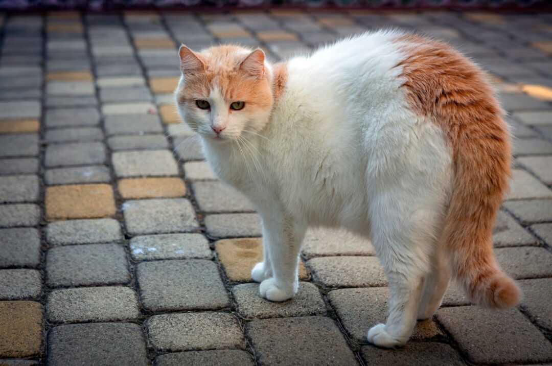14 Cat Breeds With Surprisingly Big Heads