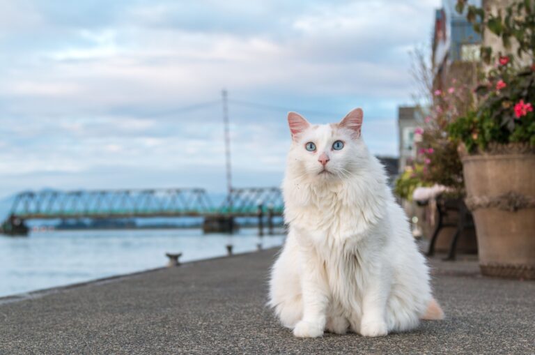 10 Adorable Cat Breeds You Can Safely Take On Snow Adventures