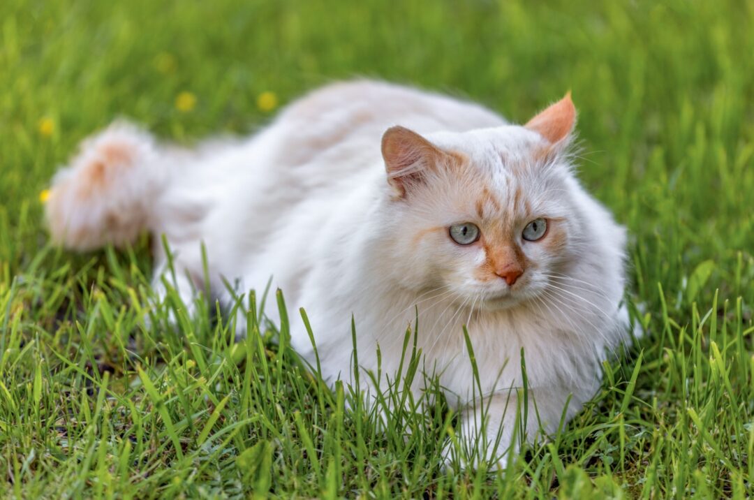 The 11 Most Athletic Cat Breeds