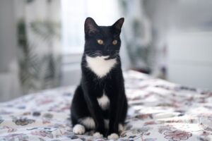 13 Most Unique Cat Coat Patterns You Will Have A Hard Time Believing ...