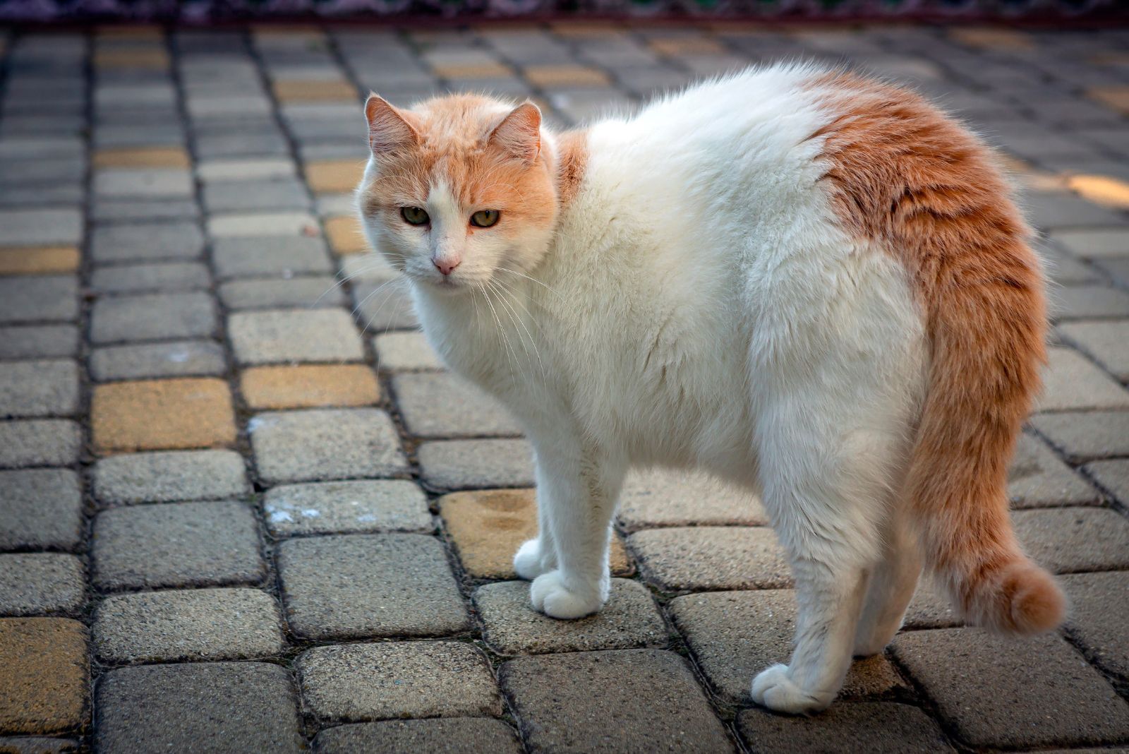 13 Most Unique Cat Coat Patterns You Will Have A Hard Time Believing ...