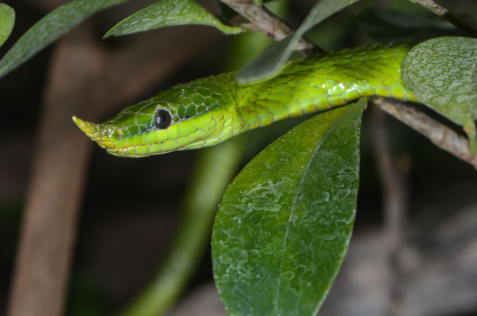 19 Extraordinary Animals You Won’t Believe Exist