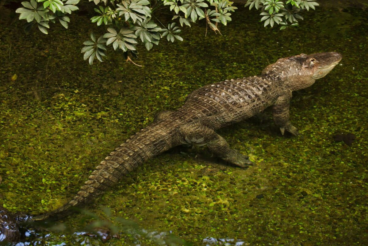 9 US States Where You Can Legally Own An Alligator As A Pet