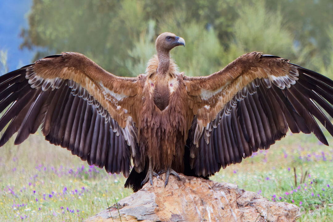 14 Incredible Animals That Are Quietly Saving The Planet