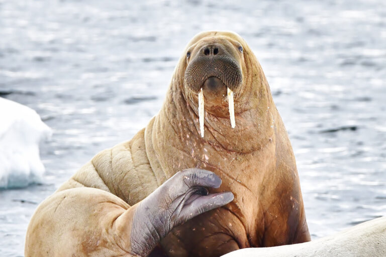 12 Animals That Call Both Land And Water Their Home