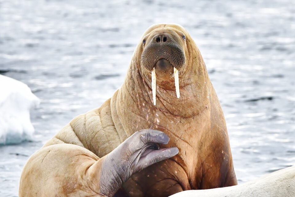 12 Animals That Call Both Land And Water Their Home