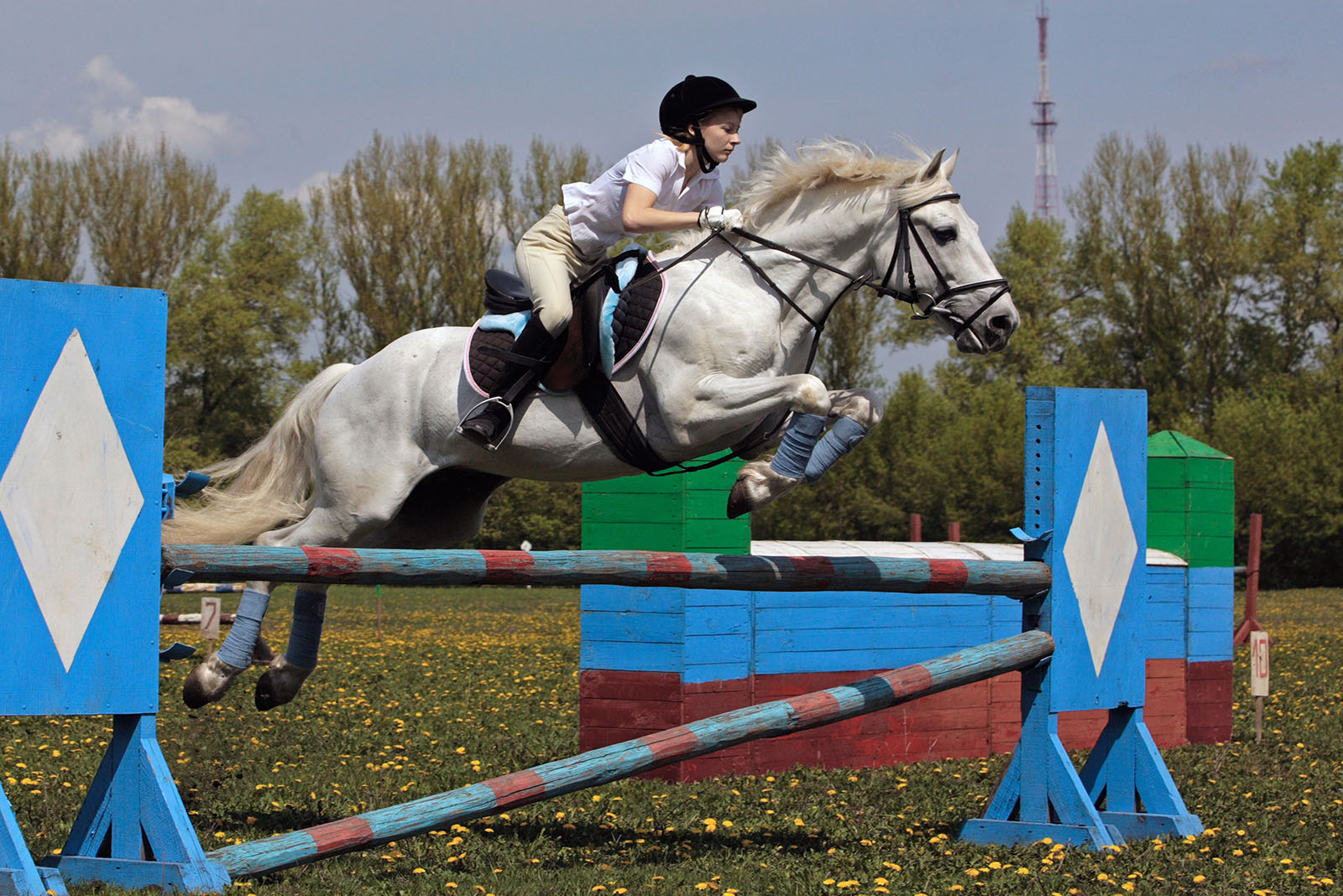 11 Horse Breeds That Are Perfect Riding Companions
