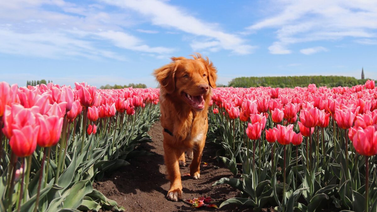 What Colors Do Dogs Really See? 9 Fascinating Facts About Their Vision