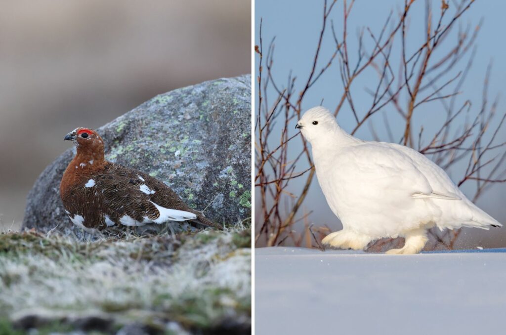 8 Fascinating Animals That Turn White In Wintertime