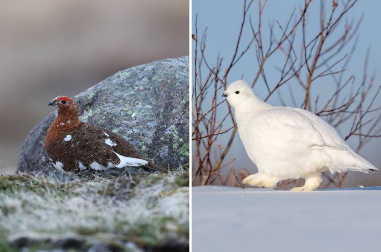 8 Fascinating Animals That Turn White In Wintertime
