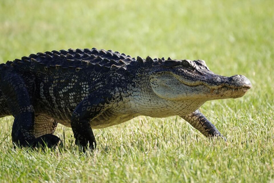 9 US States Where You Can Legally Own An Alligator As A Pet