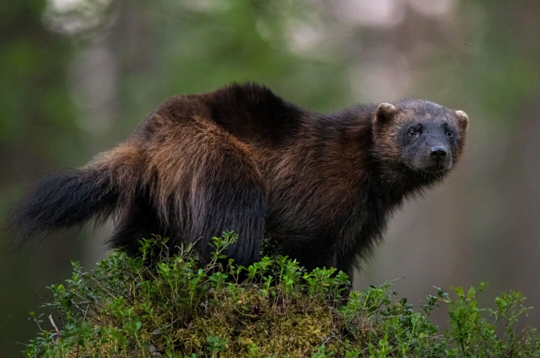 16 Independent Animals Who Prefer Their Own Company