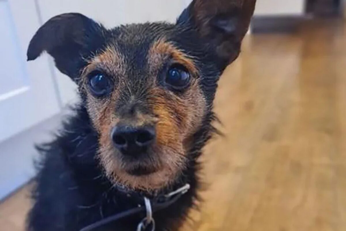 22 Stunning Yorkie Mixes That Will Capture Your Attention And Your Heart