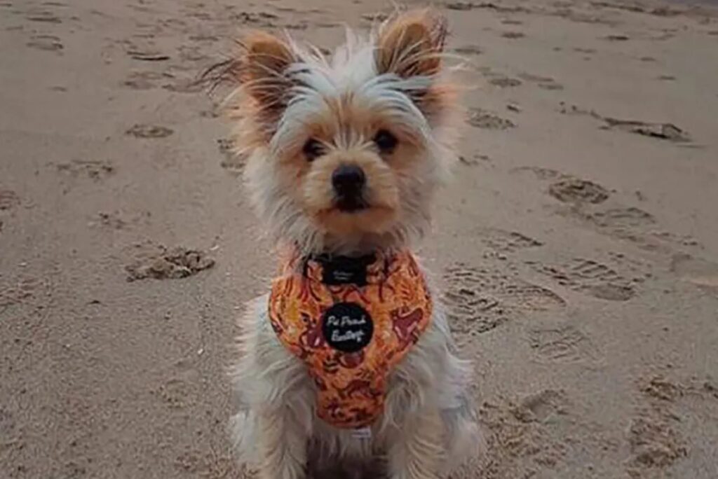 22 Stunning Yorkie Mixes That Will Capture Your Attention And Your Heart