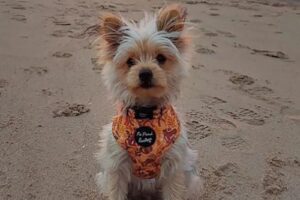 22 Stunning Yorkie Mixes That Will Capture Your Attention And Your Heart