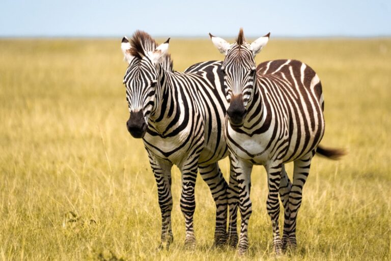 10 Animals Whose Patterns And Colors Make Them Stand Out