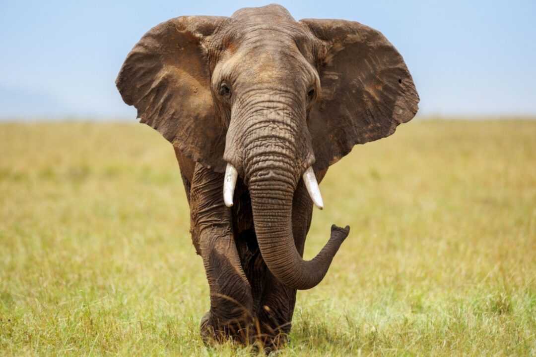 19 Animals With The Most Unbelievable Senses