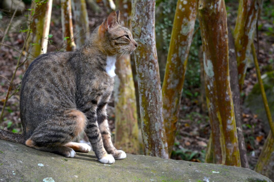13 Most Unique Cat Coat Patterns You Will Have A Hard Time Believing ...
