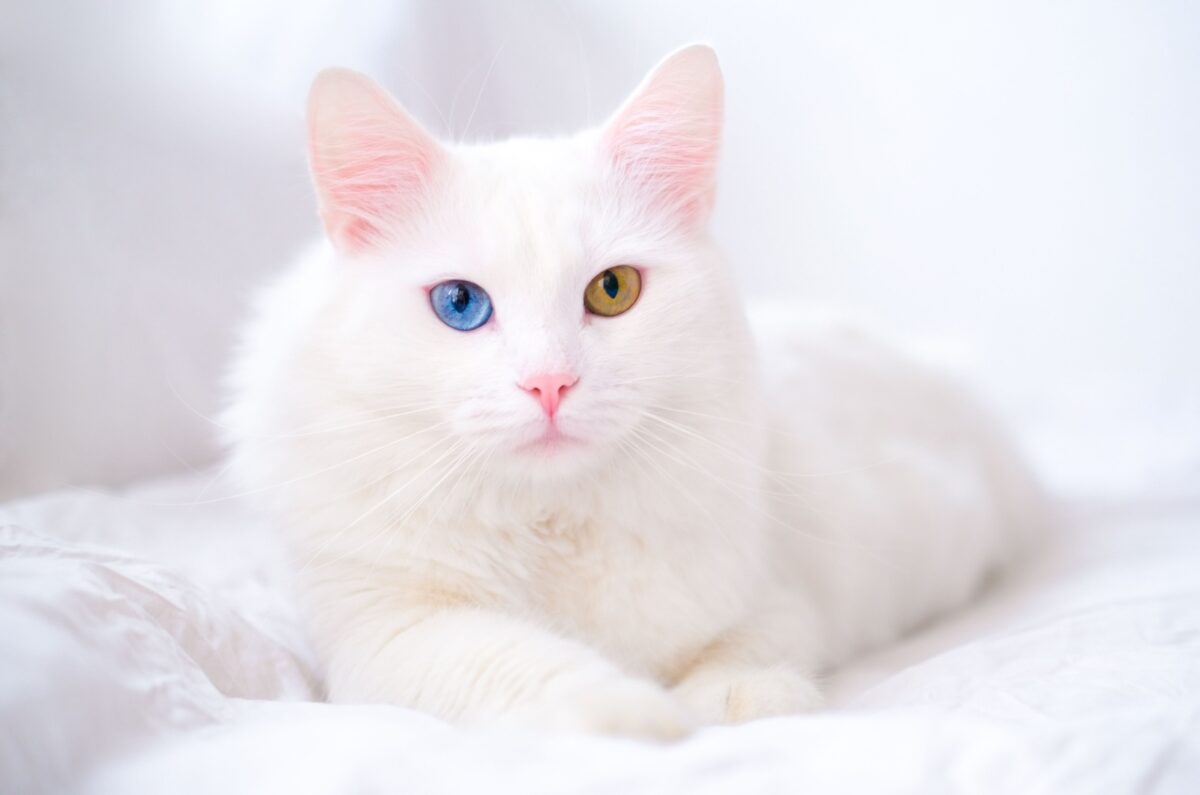 25 Beautiful And Rare Cat Colors And Patterns