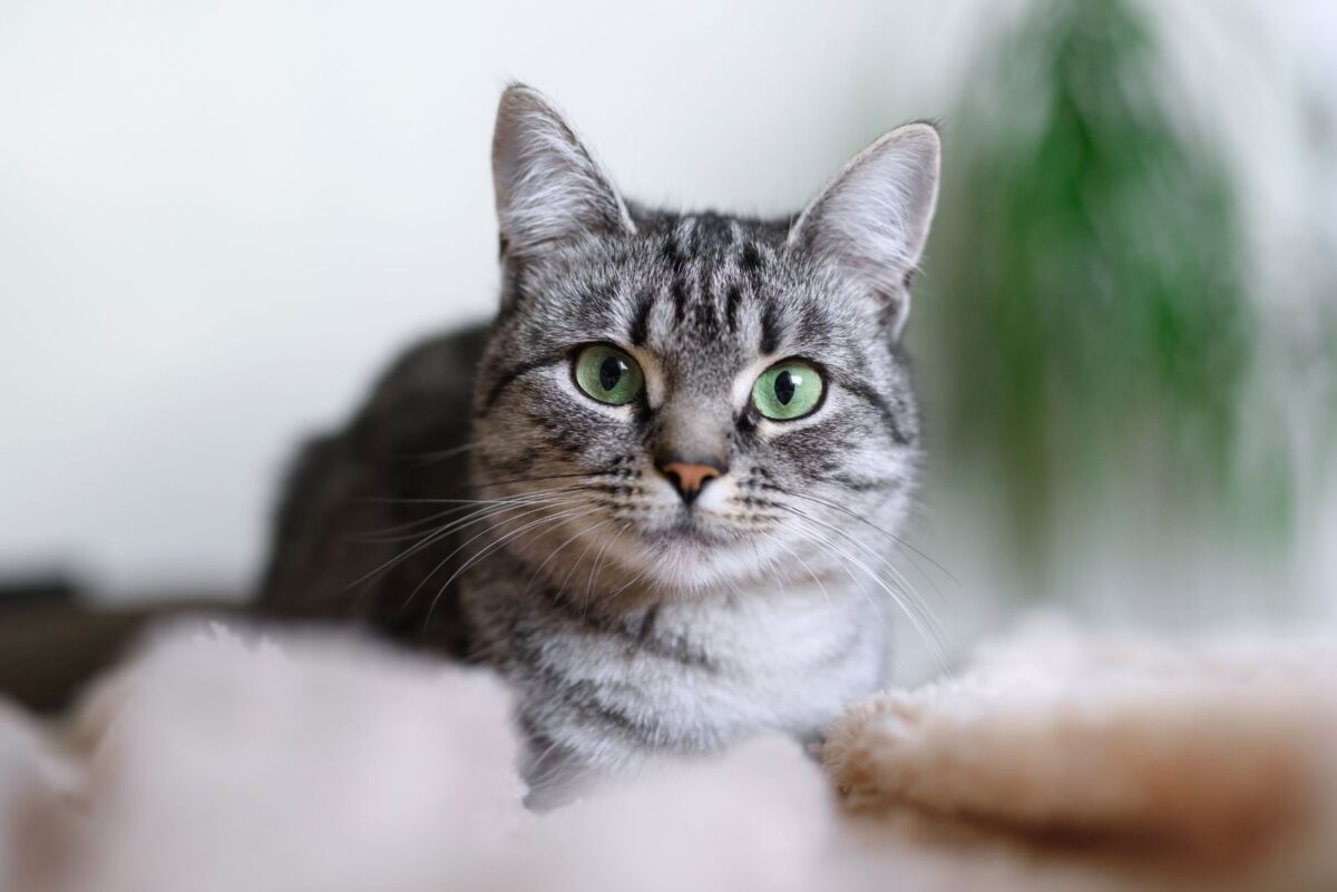 13 Gray Cat Breeds With Gorgeous Green Eyes