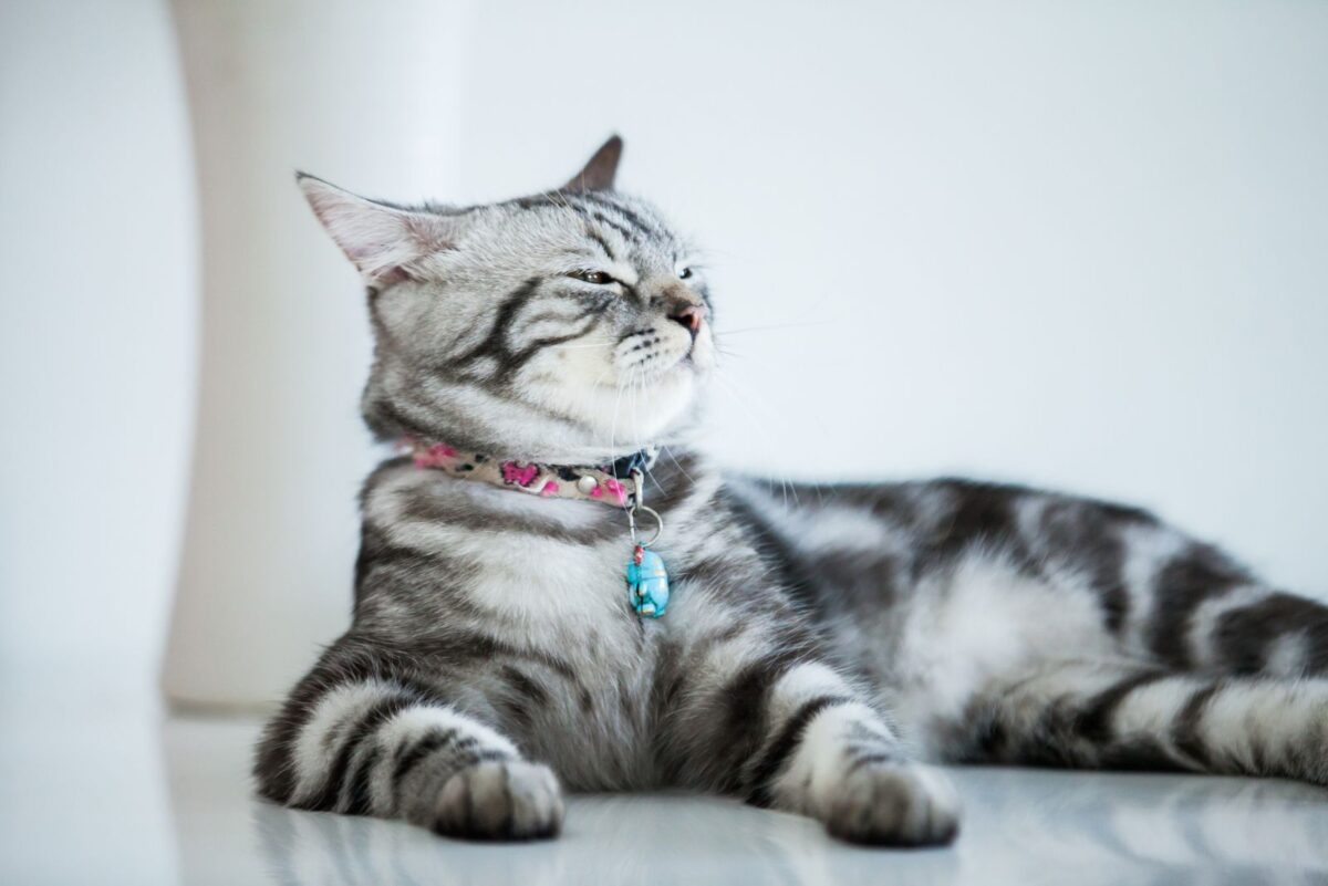 25 Inexpensive Cat Breeds That Make Amazing Companions