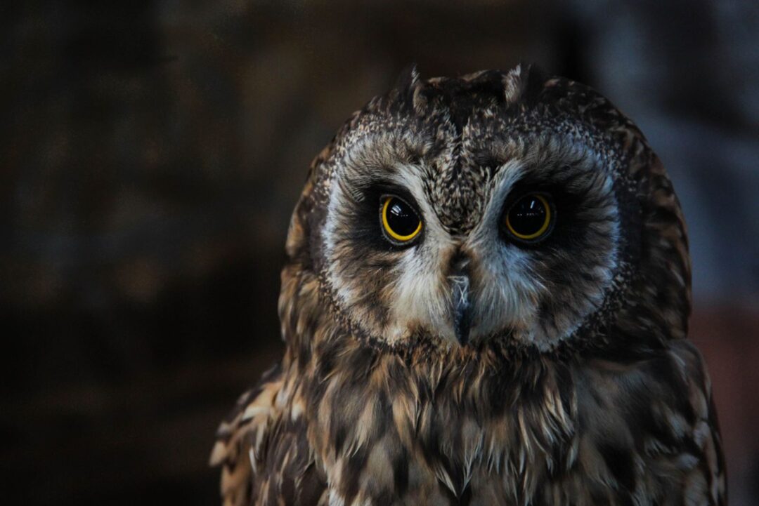 19 Animals With The Most Unbelievable Senses