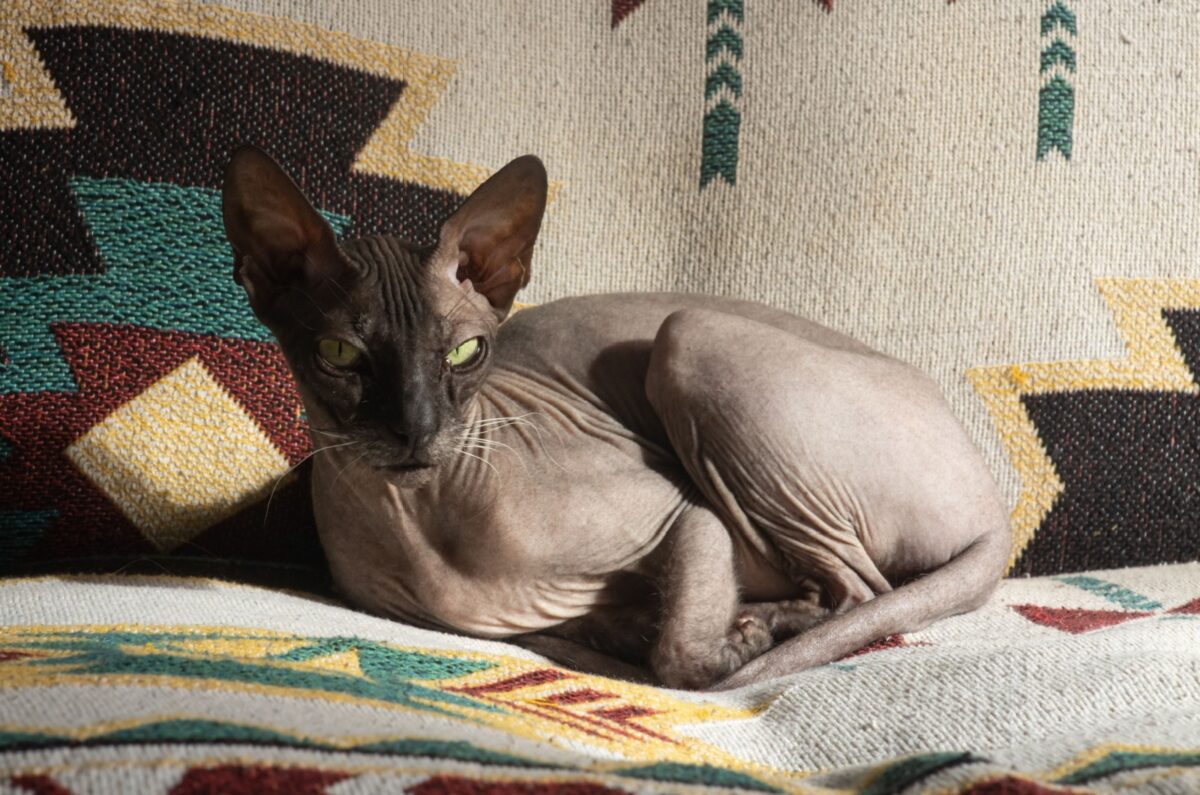 13 Hairless Cat Breeds That Redefine Feline Elegance