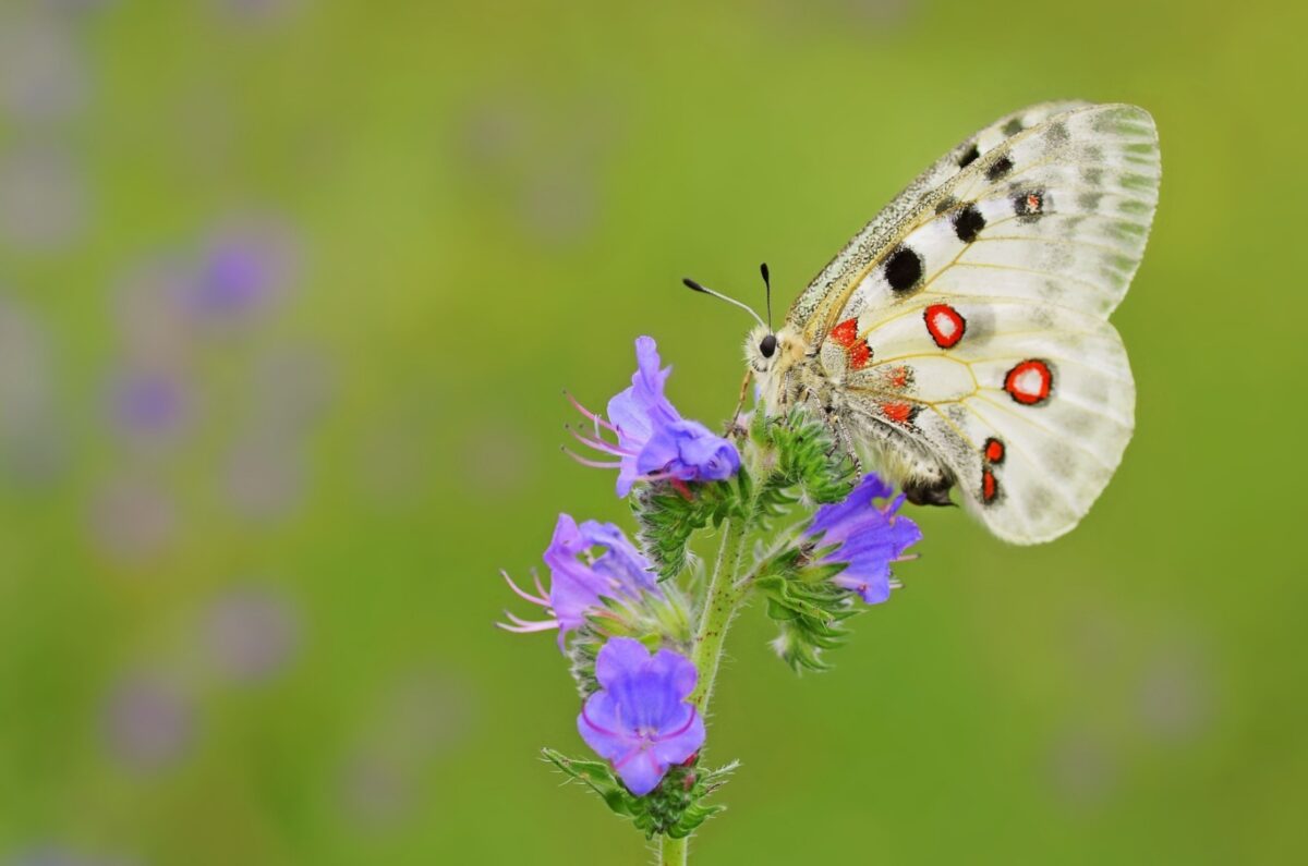 14 Stunning Butterflies That Will Take Your Breath Away