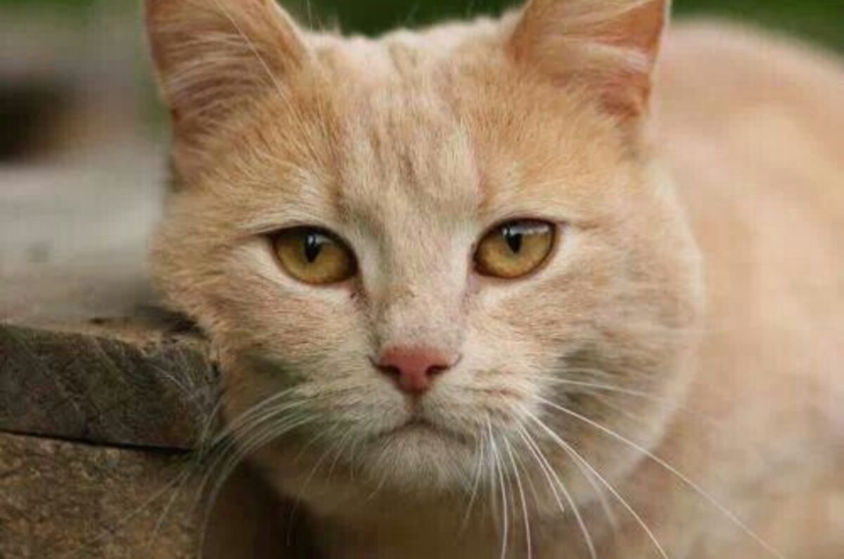 25 Beautiful And Rare Cat Colors And Patterns