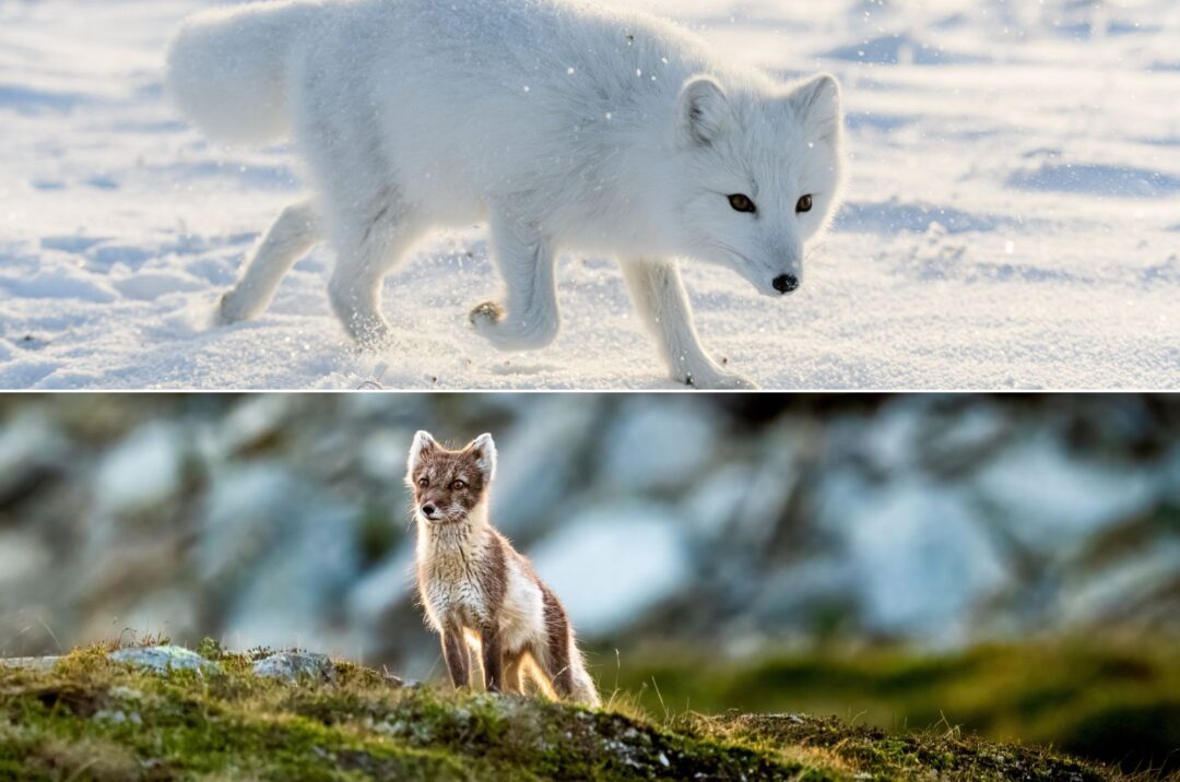 20 Incredible Animals That Have Color-Changing Superpowers