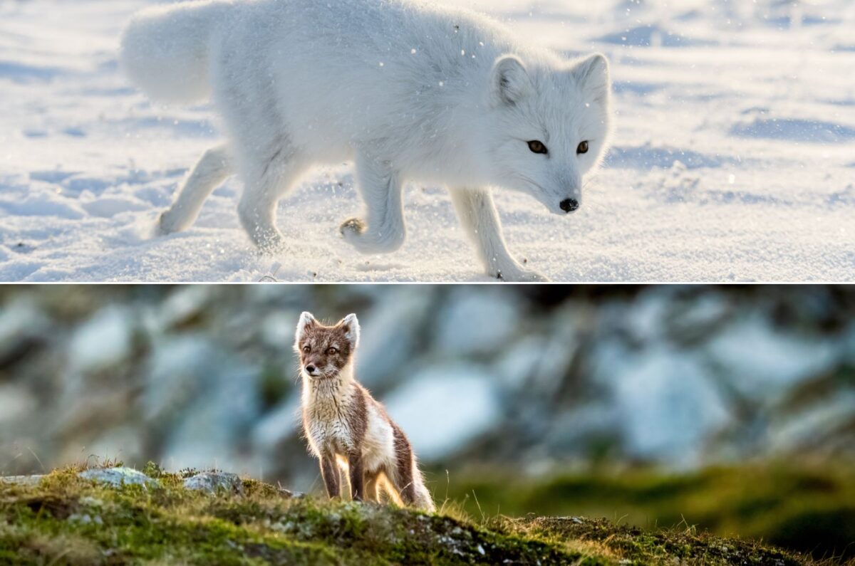 20 Incredible Animals That Have Color-Changing Superpowers