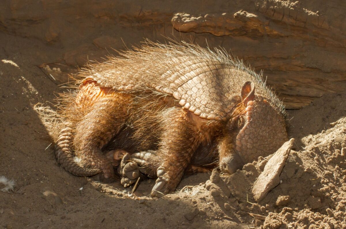 10 Sleepiest Animals Ranked From Least To Most Sleepy