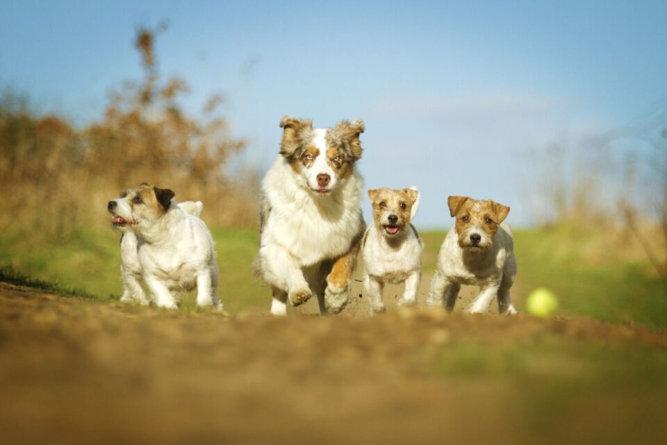 11 Important Facts On Jack Russell - Australian Shepherd Mix