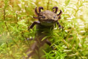 19 Extraordinary Animals You Won’t Believe Exist