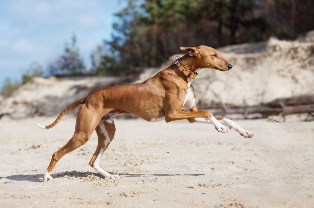 17 Best AKC Hunting Dog Breeds With Impeccable Character