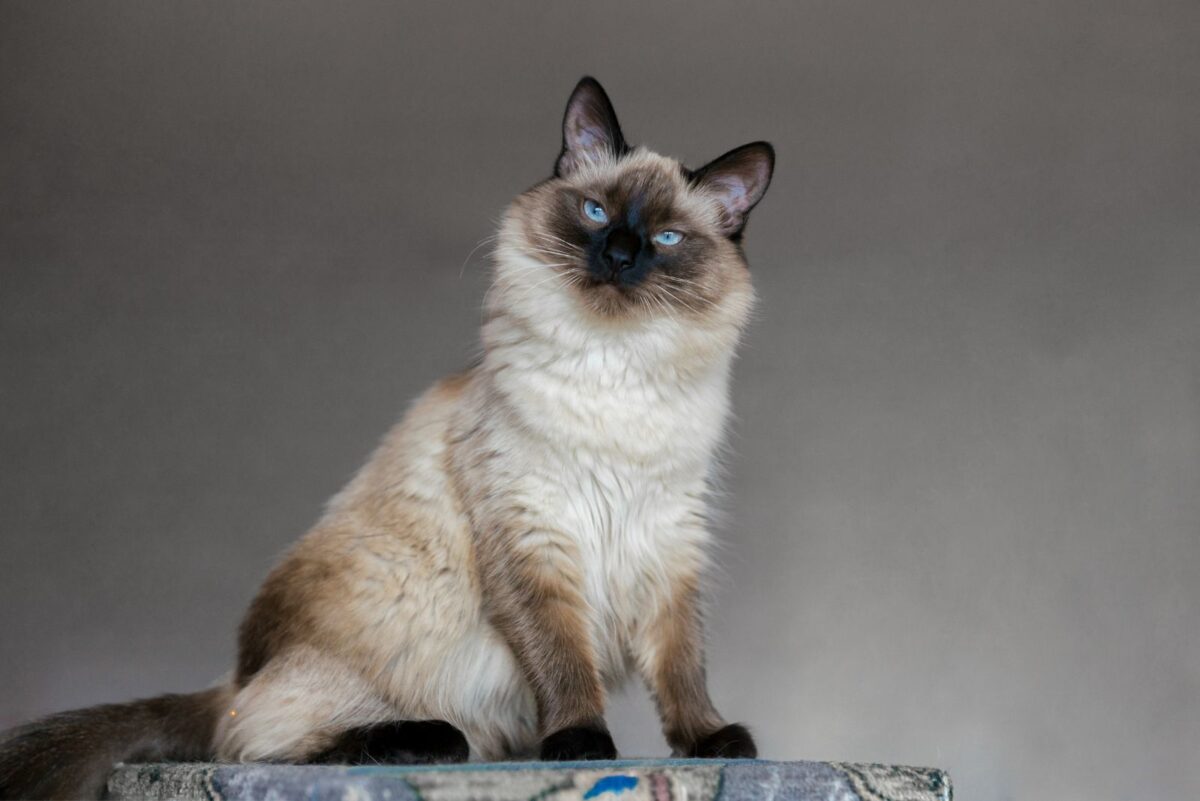 18 Cat Breeds With Weirdly Small Heads