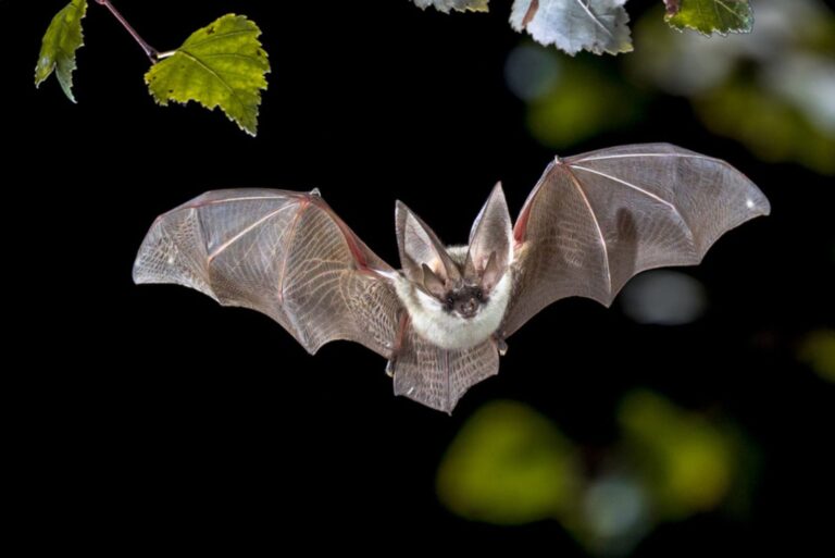 19 Animals With The Most Unbelievable Senses