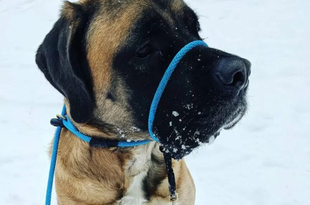 America's Beloved 14 Saint Bernard Mixes