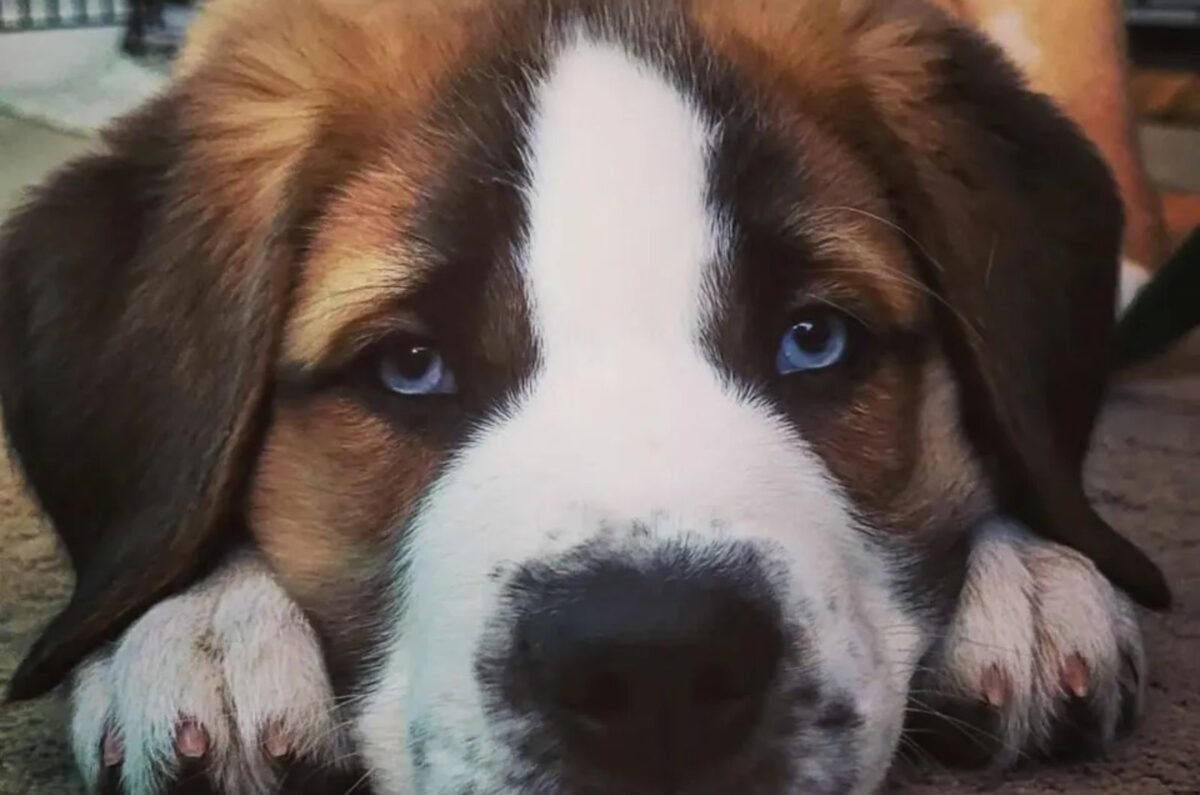 America's Beloved 14 Saint Bernard Mixes