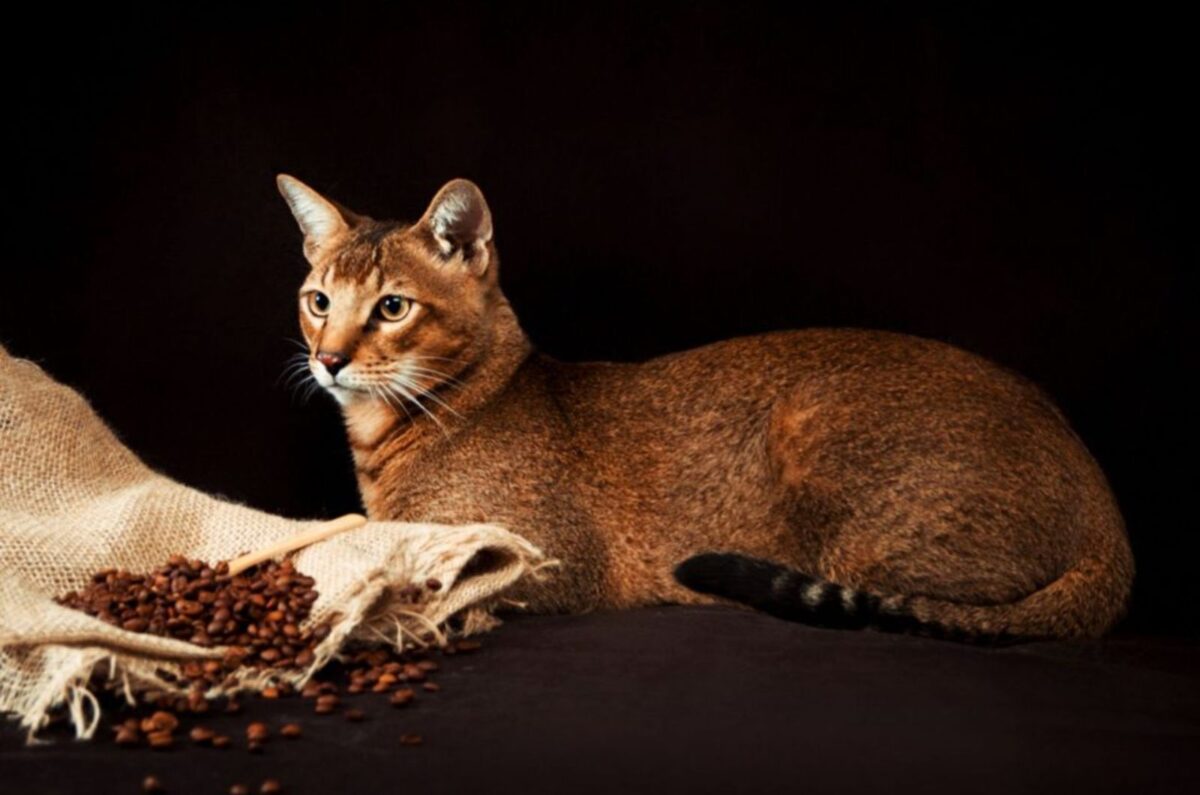20 Most Famous Brown Cat Breeds Everyone’s Talking About