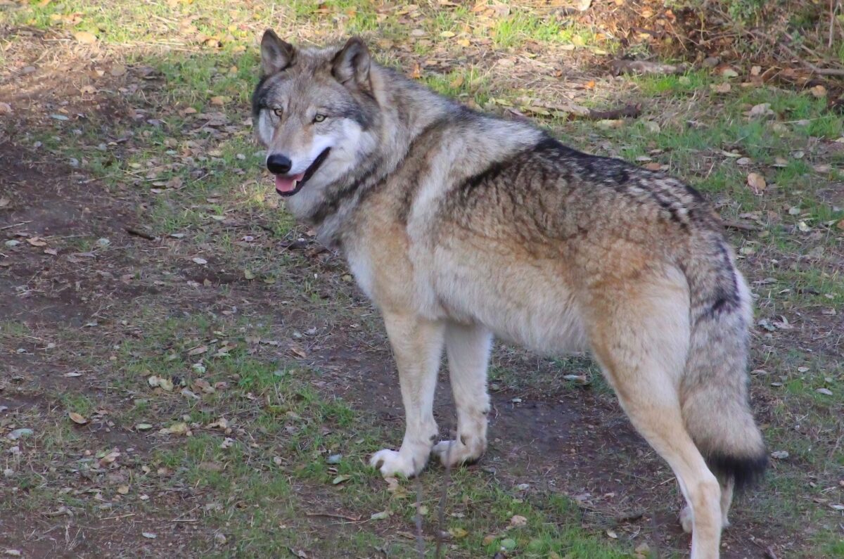12 U.S. States Where You Currently Have A Chance To See A Wolf