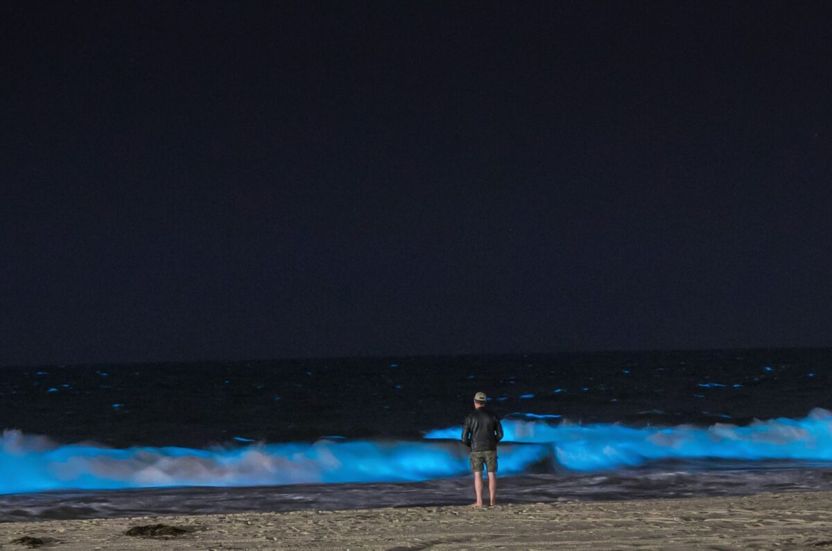 12 Glowing Animals You Won’t Believe Exist