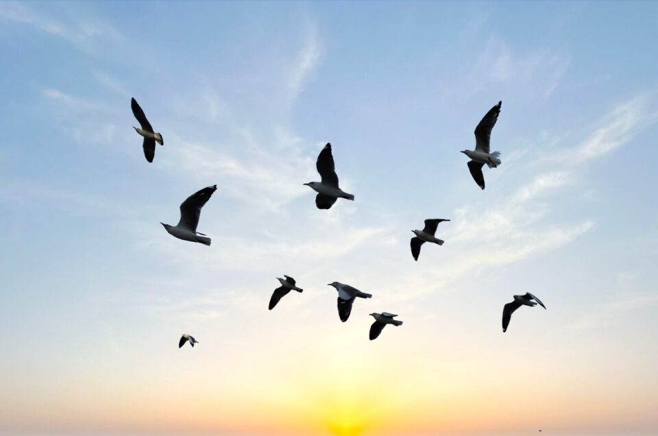 17 Animals With A Sixth Sense For Natural Disasters