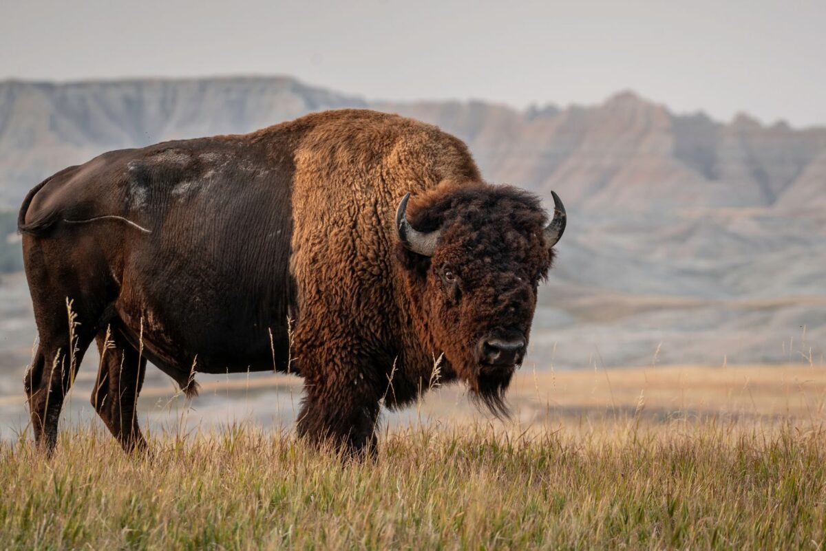 5 Surprising Animals That Wolves Are Afraid Of