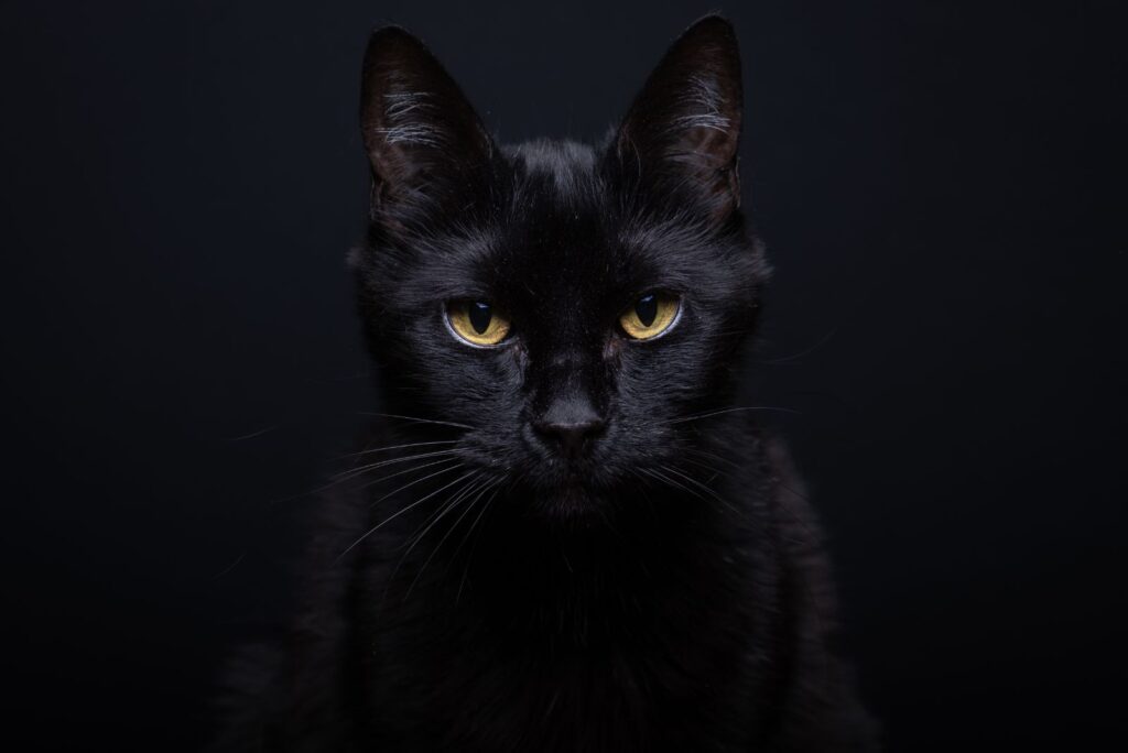 8 Facts About Black Tabby Cats That Will Make You Go Crazy