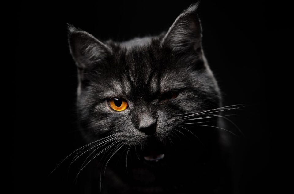 8 Facts About Black Tabby Cats That Will Make You Go Crazy