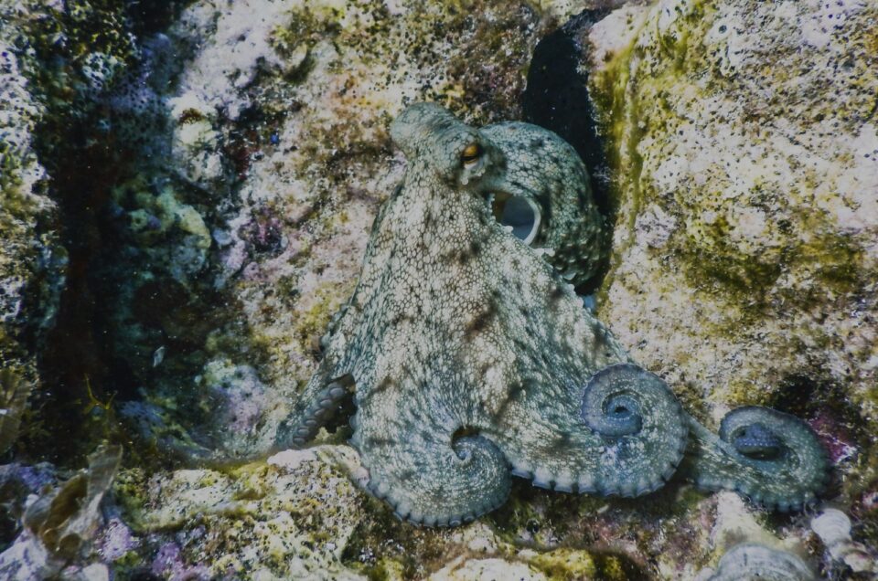 20 Incredible Animals That Have Color-Changing Superpowers