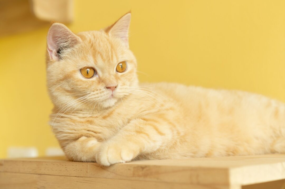 14 Gorgeous Blonde Cat Breeds That Will Steal Your Heart